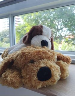 Soft Plush Dog Toy from miniso, Hobbies & Toys, Toys & Games on Carousell
