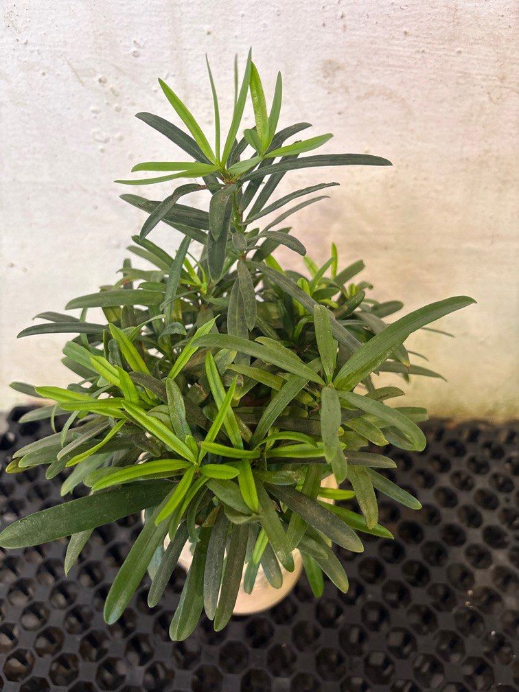 Podocarpus Bonsai in ceramic pot, Furniture & Home Living, Gardening ...