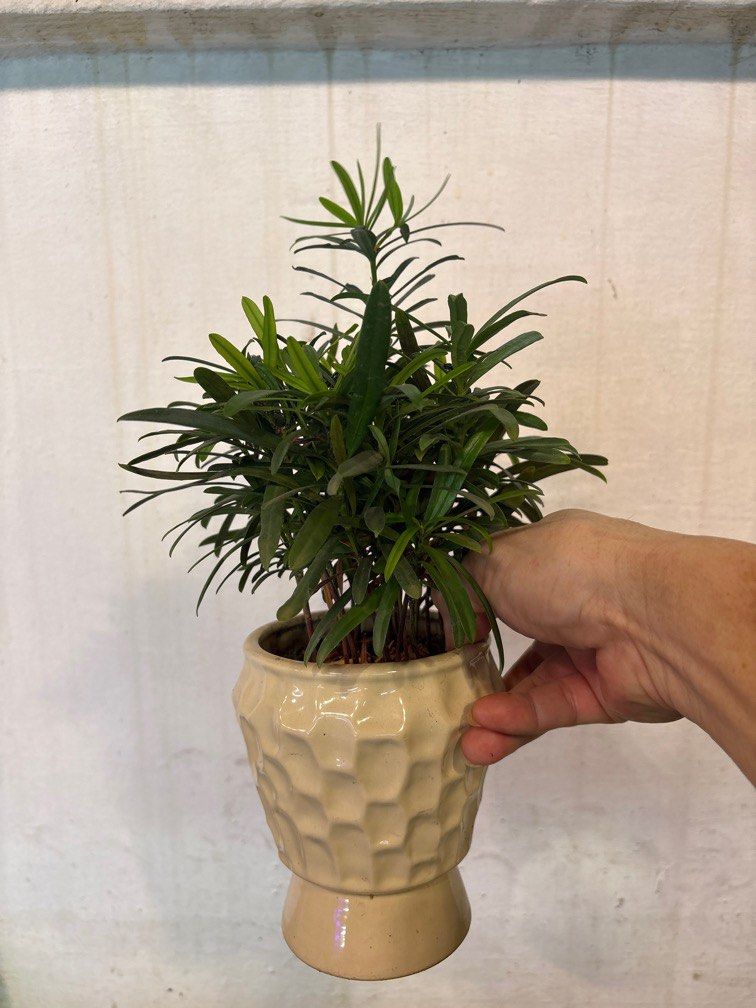 Podocarpus Bonsai in ceramic pot, Furniture & Home Living, Gardening ...