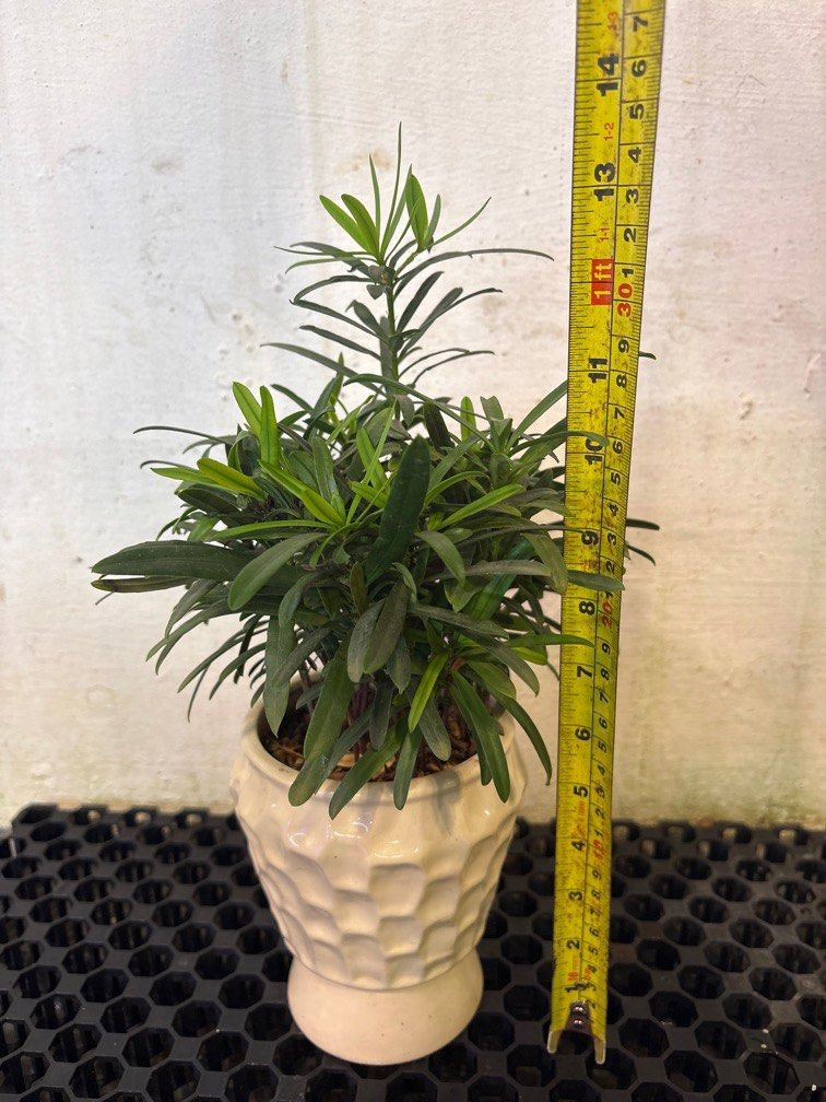 Podocarpus Bonsai in ceramic pot, Furniture & Home Living, Gardening ...