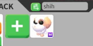 Mega shih tzu For Sale | Carousell Malaysia