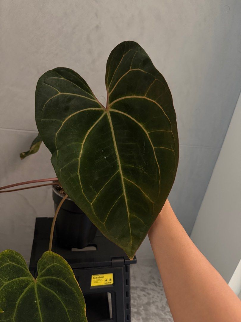 Anthurium X-Ray Hybrid, Furniture & Home Living, Gardening, Plants ...