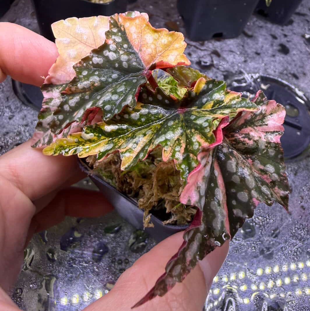 Begonia izumo no kiraboshi, Furniture & Home Living, Gardening, Plants ...