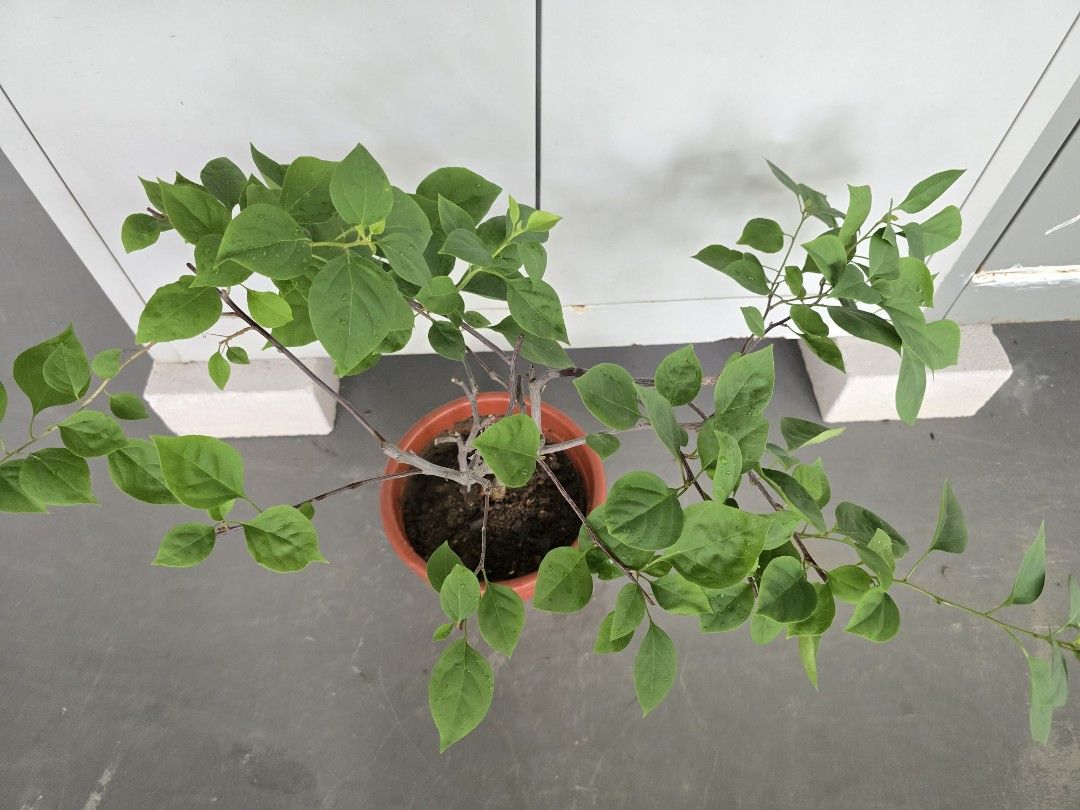 Bougainvillea (Snow White Flower - 55cm), Furniture & Home Living ...