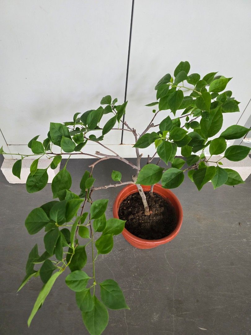 Bougainvillea (Snow White Flower - 55cm), Furniture & Home Living ...