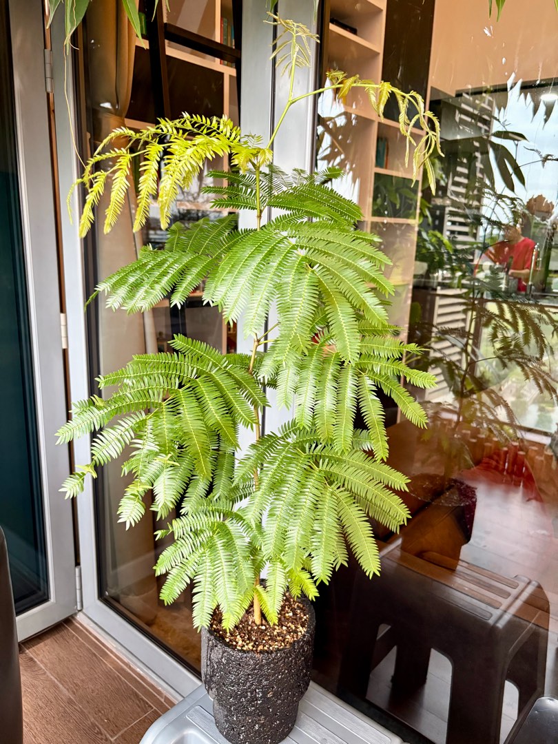 Japanese Everfresh Tree, Pithecellobium Confertum - Selected range with ...