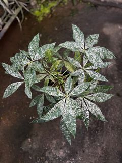 Pachira Variegated seed grown, Furniture & Home Living, Gardening ...