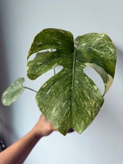 Monstera Green., Furniture & Home Living, Gardening, Plants & Seeds on ...