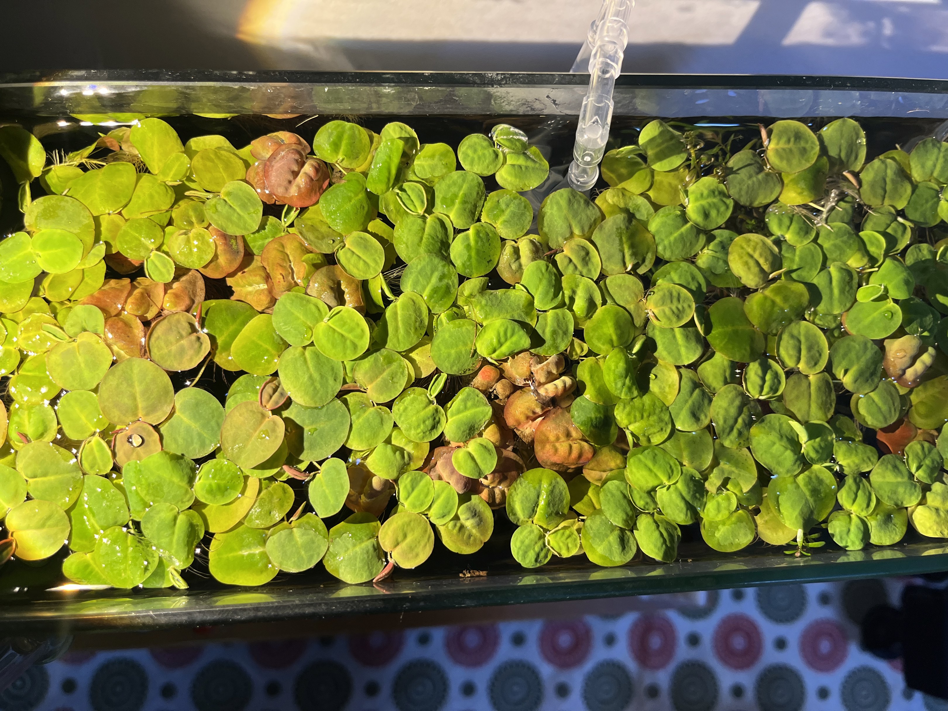 Aquarium floating plant phyllanthus fluitans, Furniture & Home Living ...