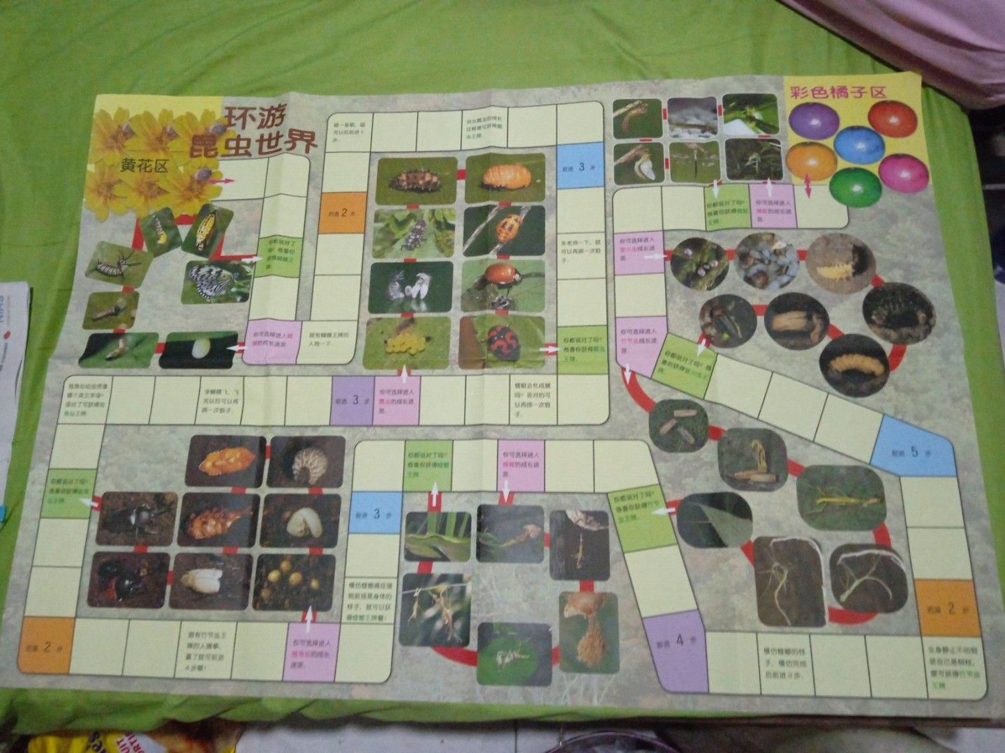 Educational Insect Board Game, Hobbies & Toys, Toys & Games on Carousell
