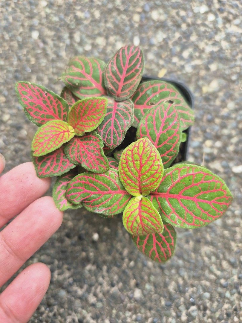 Fittonia Plant - Red Vein, Furniture & Home Living, Gardening, Plants ...