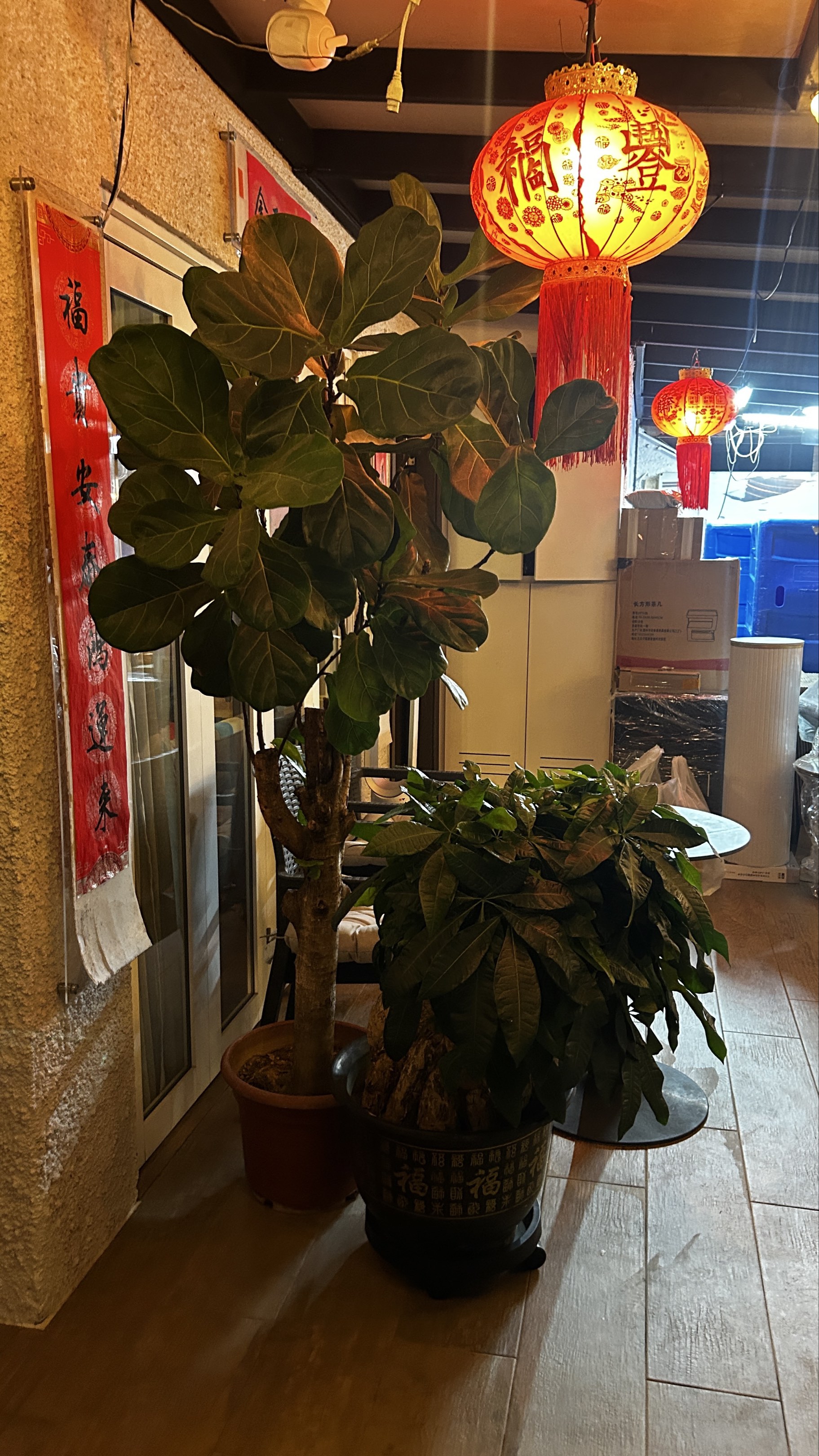 Large Money Tree (Pachira Aquatica) and Fiddle Leaf Fig (Ficus Lyrata ...