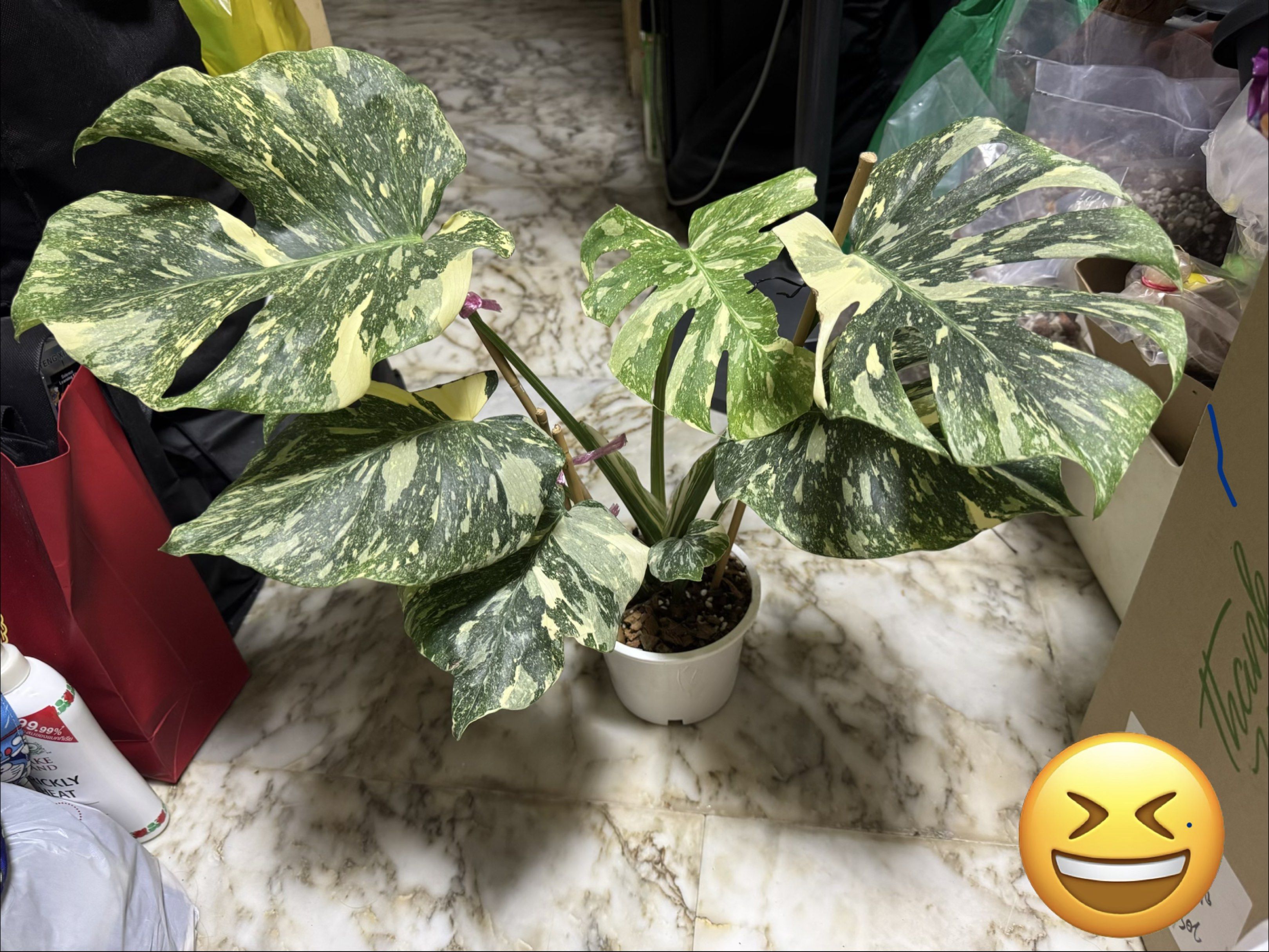 Monstera White Snow (Tasson), Furniture & Home Living, Gardening ...