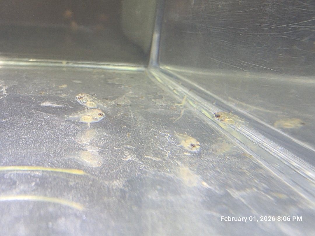 Tiny food for Small Fish Fry - MICROWORM, Pet Supplies, Pet Food on ...