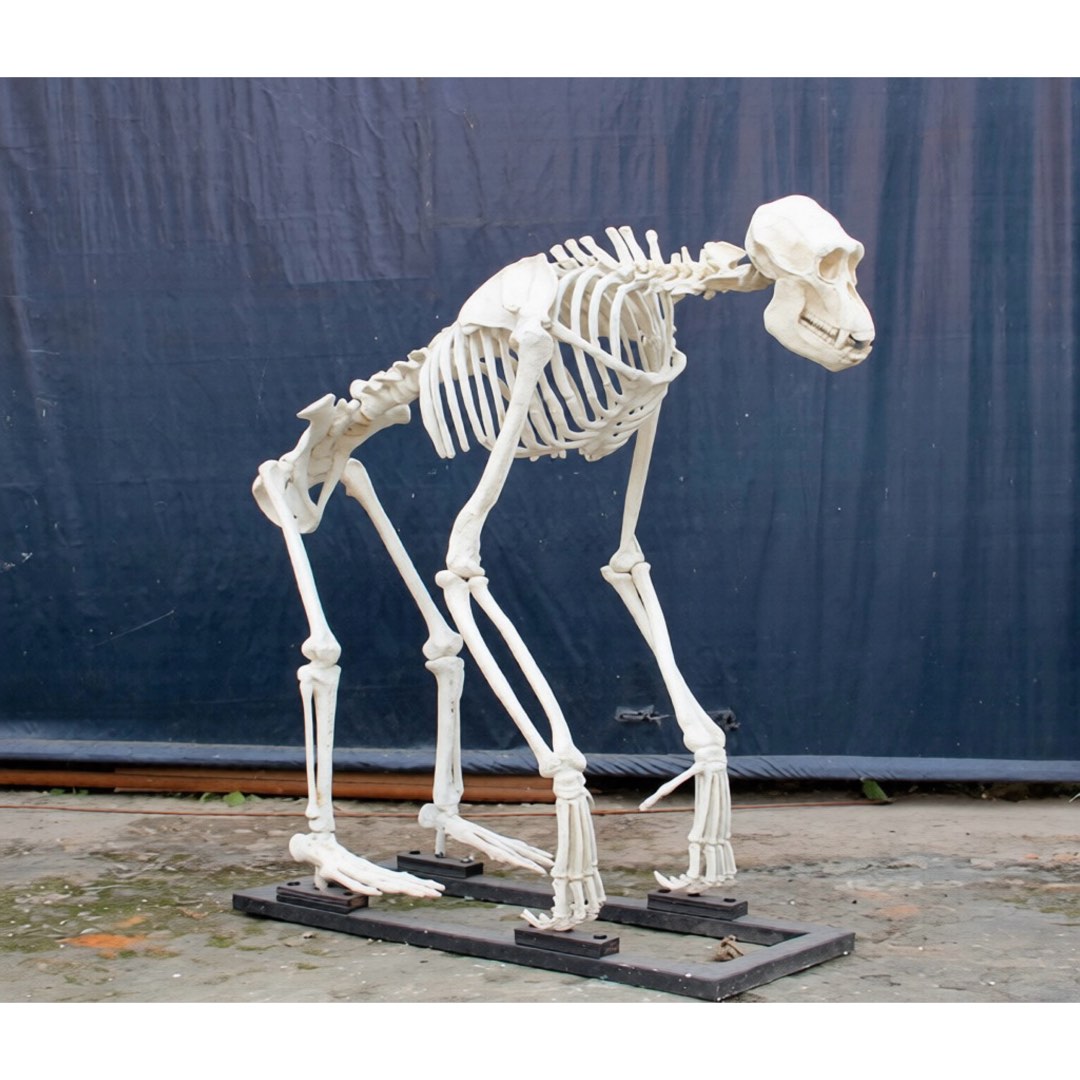 Gorilla Chimpanzee Skeleton Animal Museum Replica Display Decoration ...