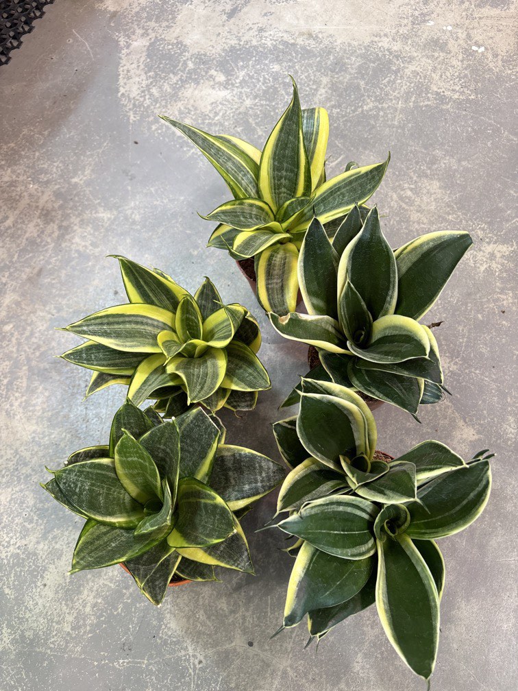Dwarf Snake Plant $6 each, Furniture & Home Living, Gardening, Plants ...