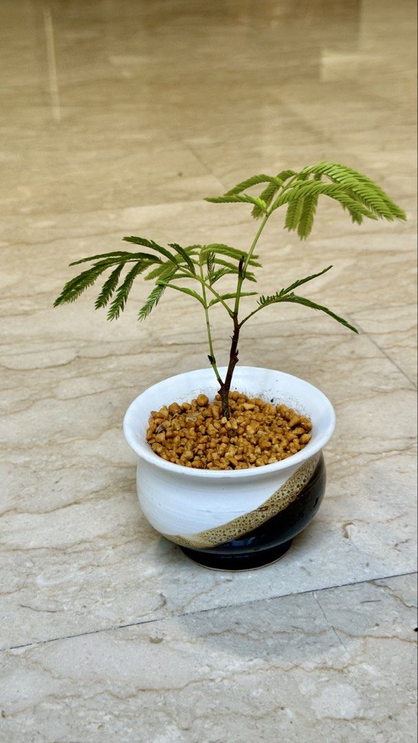 Japanese Everfresh in a beautiful pot, Furniture & Home Living ...
