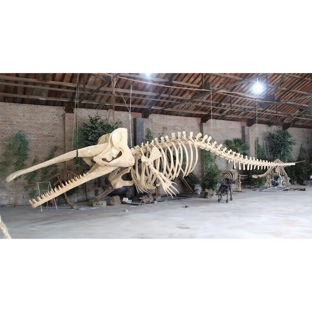 39.3ft 12m Sperm Whale Cachalot Skeleton Museum Replica Decoration ...