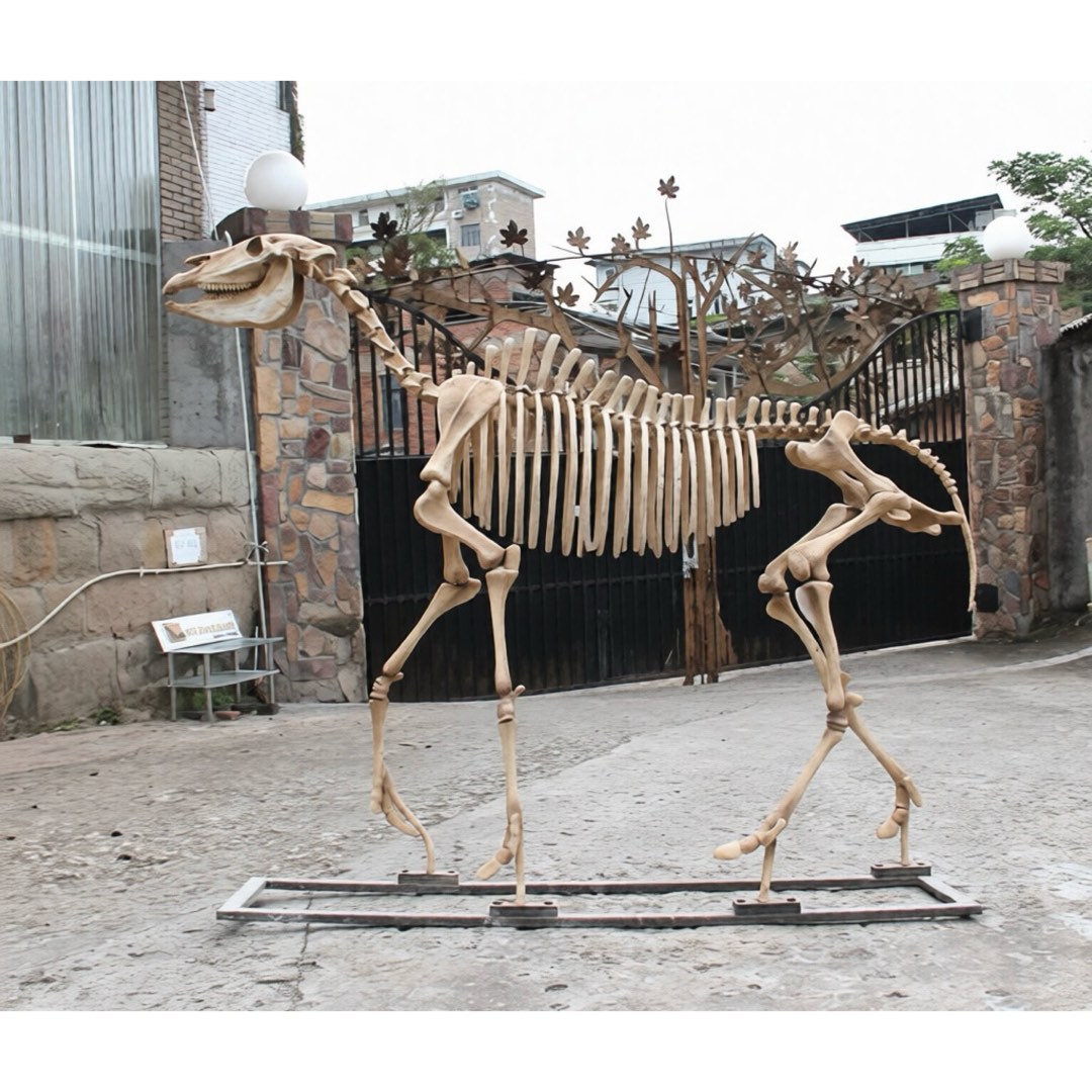 7.5ft 2.3m Three-Toed Horse Hipparion Animal Skeleton Extinct Museum ...