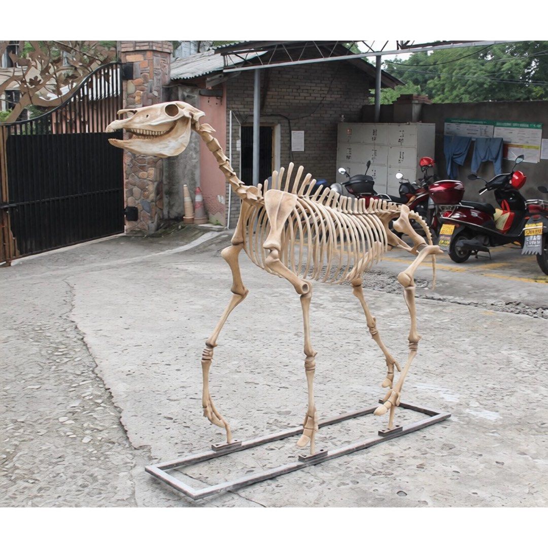 7.5ft 2.3m Three-Toed Horse Hipparion Animal Skeleton Extinct Museum ...
