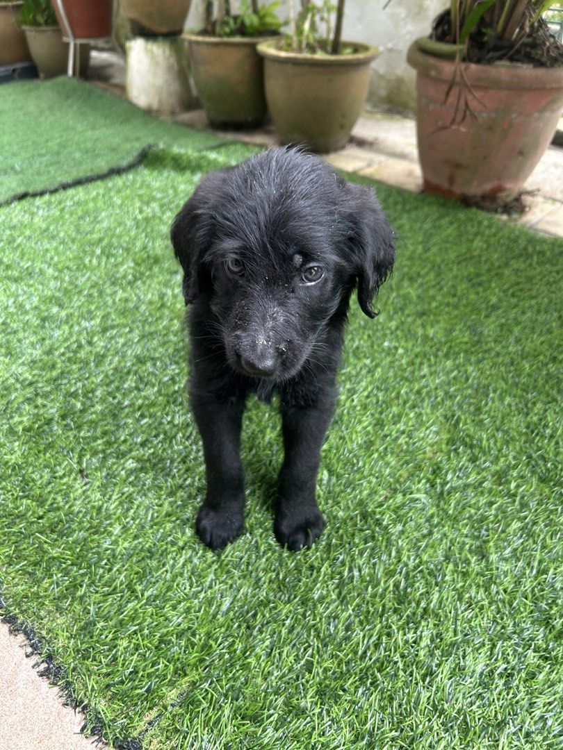 🐶 Shepherd Doodle Mixed-Breed Puppies Available for Adoption, Pet Supplies, Homes & Other Pet ...
