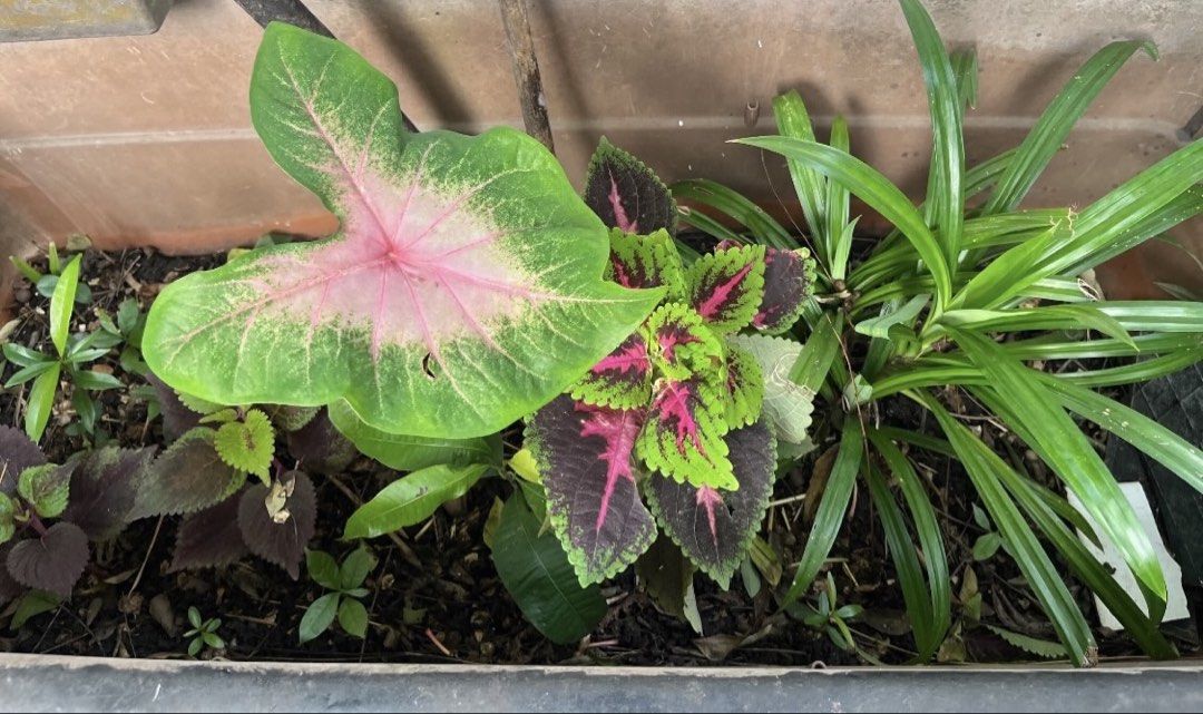 Planter box with angel wings and Pandan leaves, Furniture & Home Living ...