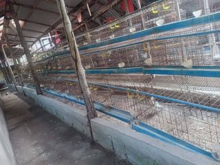 chicken cage - View all chicken cage ads in Carousell Philippines