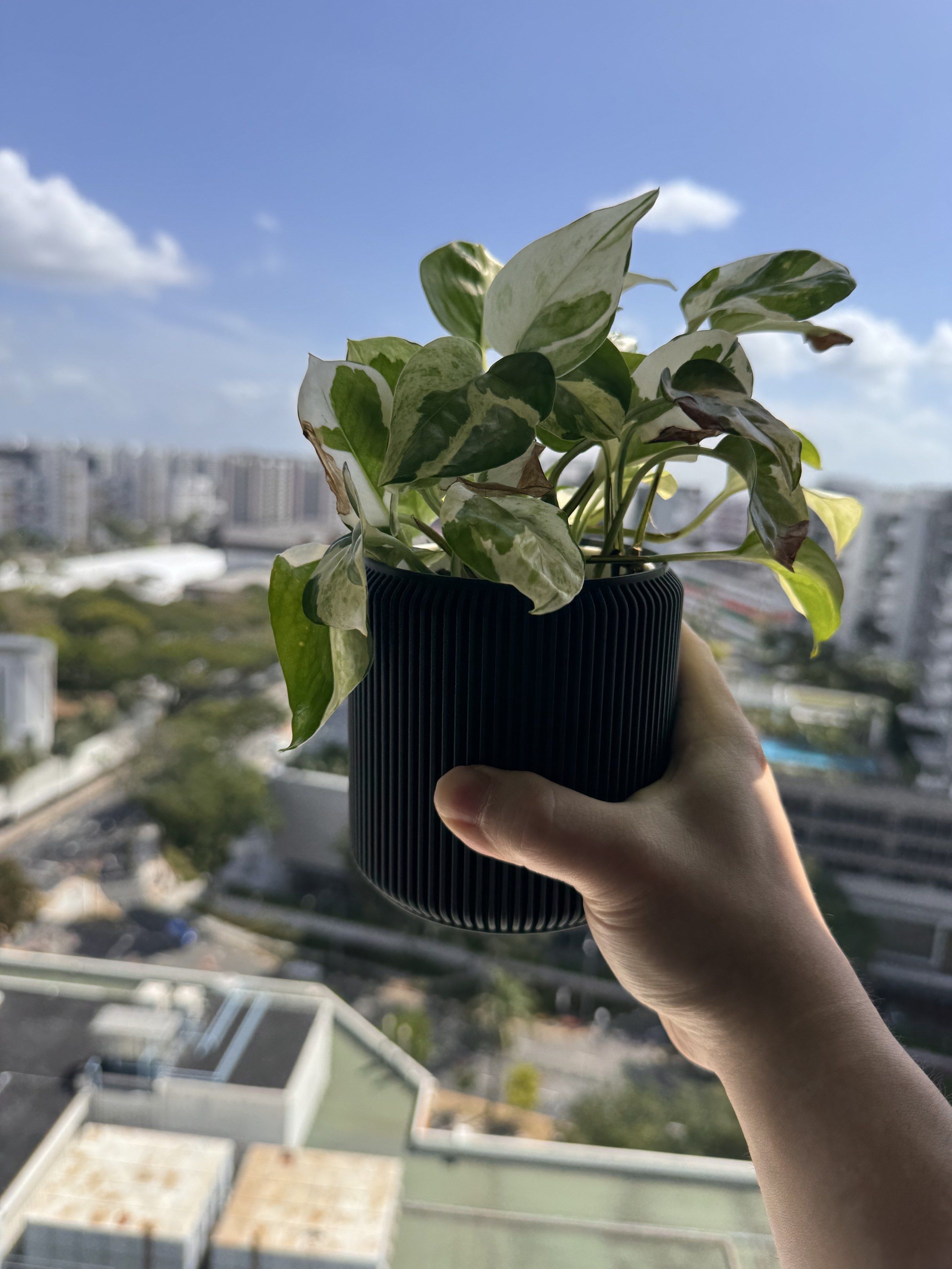 Pothos plant in 3d printed Japandi plant pot, Furniture & Home Living ...