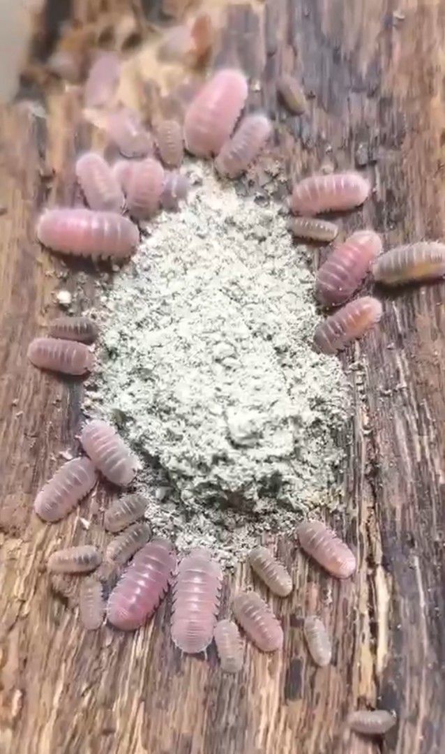 Cherry Blossom Sakura Isopod, Pet Supplies, Pet Food on Carousell