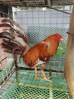 gamefowl - View all gamefowl ads in Carousell Philippines