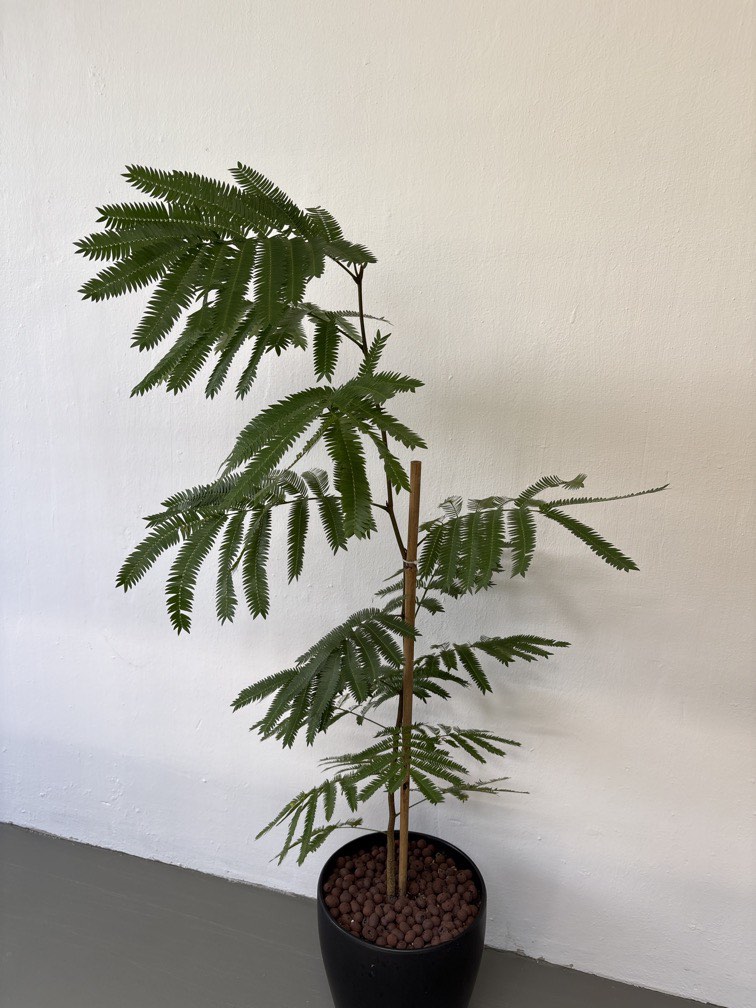 Everfresh Tree 1.2m tall in black ceramic pot, Furniture & Home Living ...