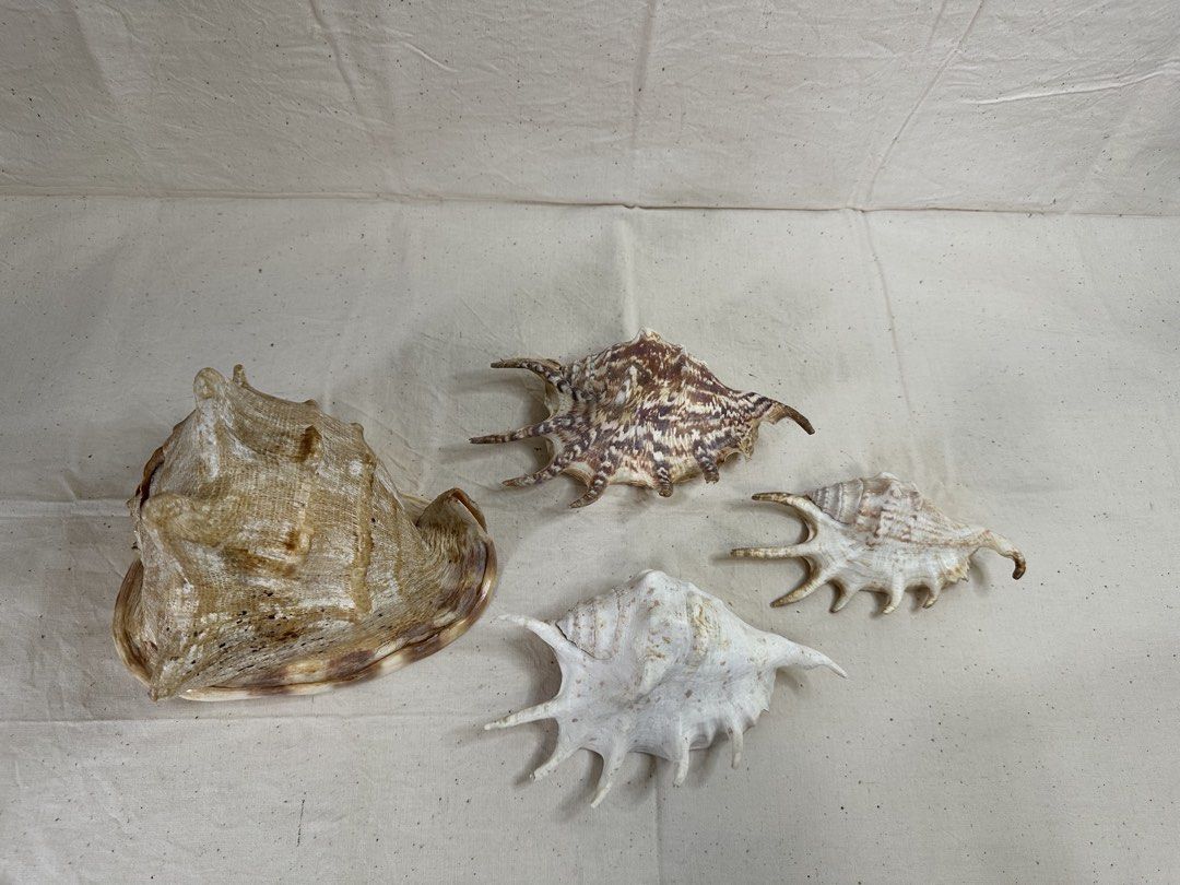 Assorted Sea Shells - Unique Collection, Hobbies & Toys, Memorabilia ...