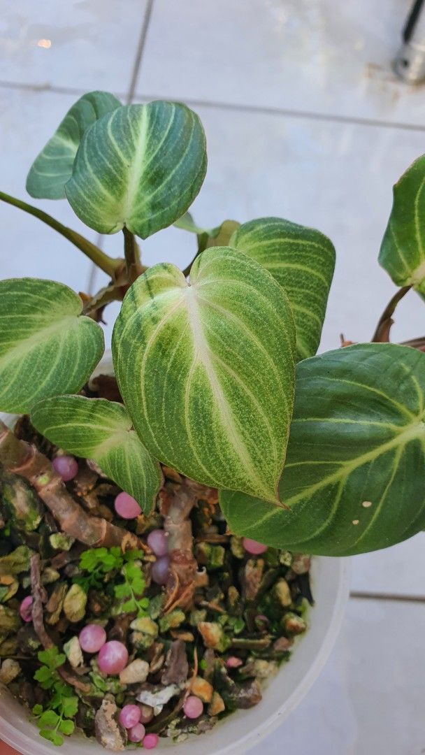 Philodendron Tinkle Bell, Furniture & Home Living, Gardening, Plants ...