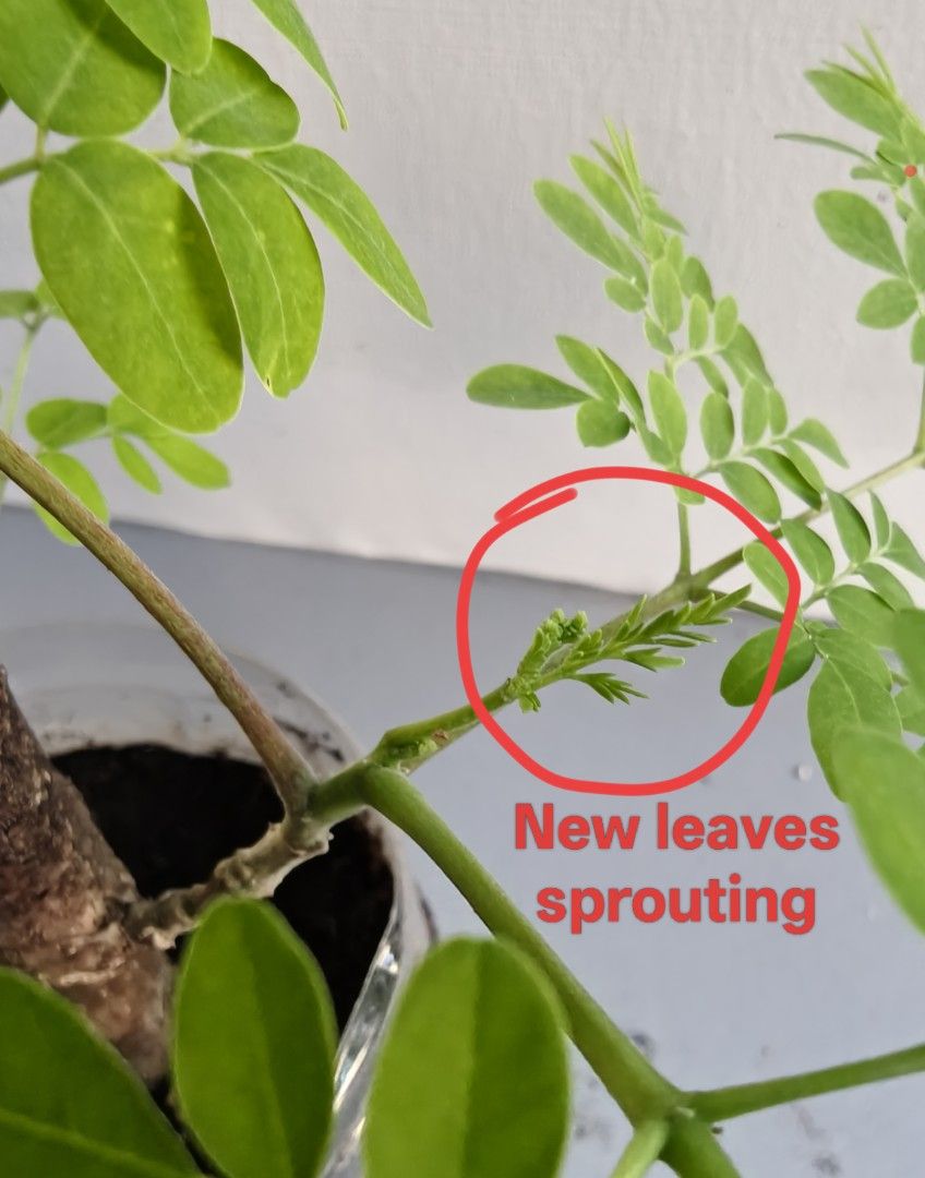 Miracle Tree" Moringa plant (Pokok Daun Kelor)-growing!, Furniture ...
