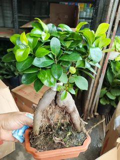 bonsai trees - View all bonsai trees ads in Carousell Philippines