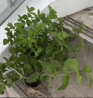 Stack of Plant Pot Saucers, Furniture & Home Living, Gardening, Pots ...