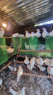 manok - View all manok ads in Carousell Philippines