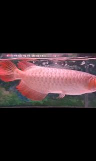 Arwana super red Dijual | Carousell Indonesia