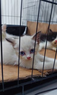 Kucing ragdoll Dijual | Carousell Indonesia