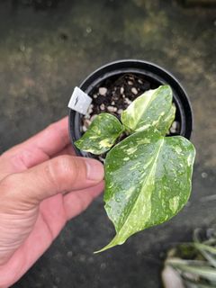 Monstera electrolyte For Sale | Carousell Singapore