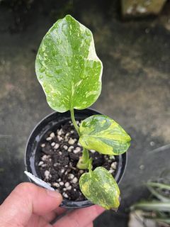 Monstera electrolyte For Sale | Carousell Singapore