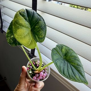 Alocasia Dragon Scale Variegated Pup, Furniture & Home Living ...