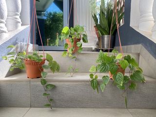Wild betel leaf, Furniture & Home Living, Gardening, Plants & Seeds on ...