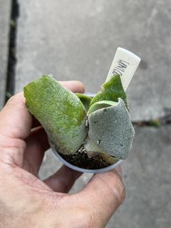 Platycerium sp., Furniture & Home Living, Gardening, Plants & Seeds on ...