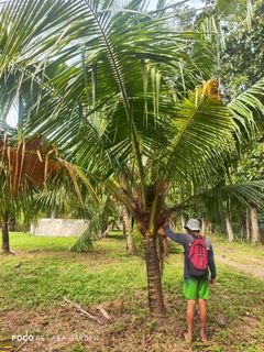Dwarf coconut For Sale | Carousell Philippines