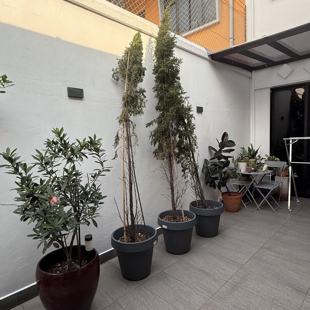 3x Tall Pencil Pine Trees with Pots, Furniture & Home Living, Gardening ...