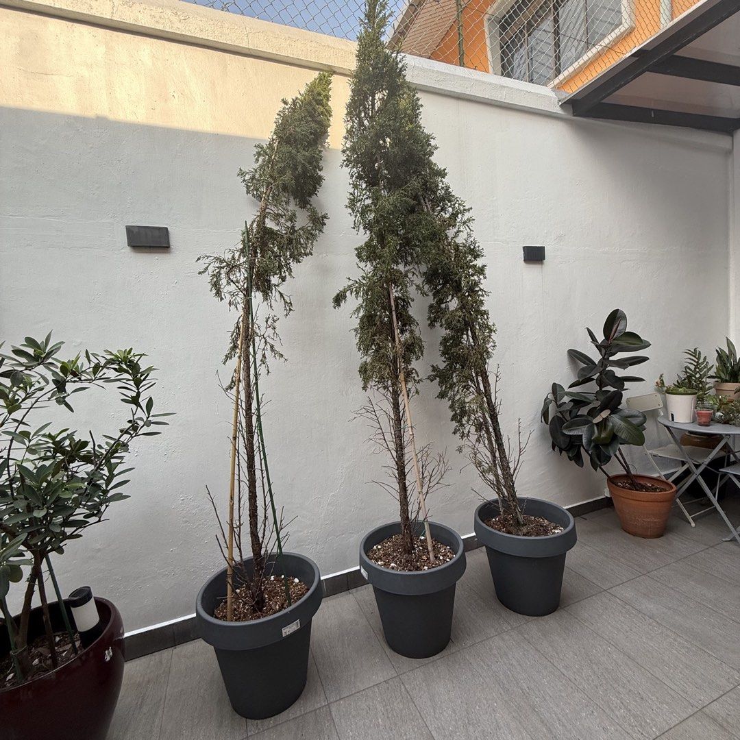 3x Tall Pencil Pine Trees with Pots, Furniture & Home Living, Gardening ...