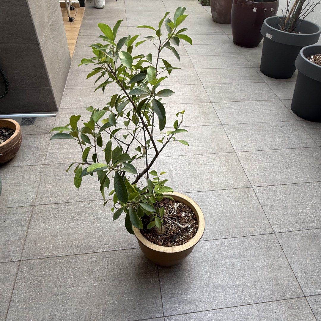 Ficus microcarpa with pot, Furniture & Home Living, Gardening, Plants ...