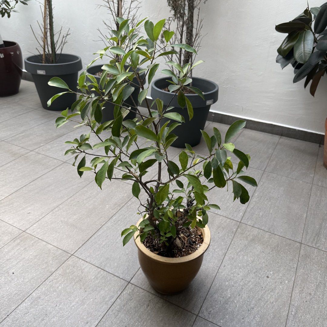Ficus microcarpa with pot, Furniture & Home Living, Gardening, Plants ...