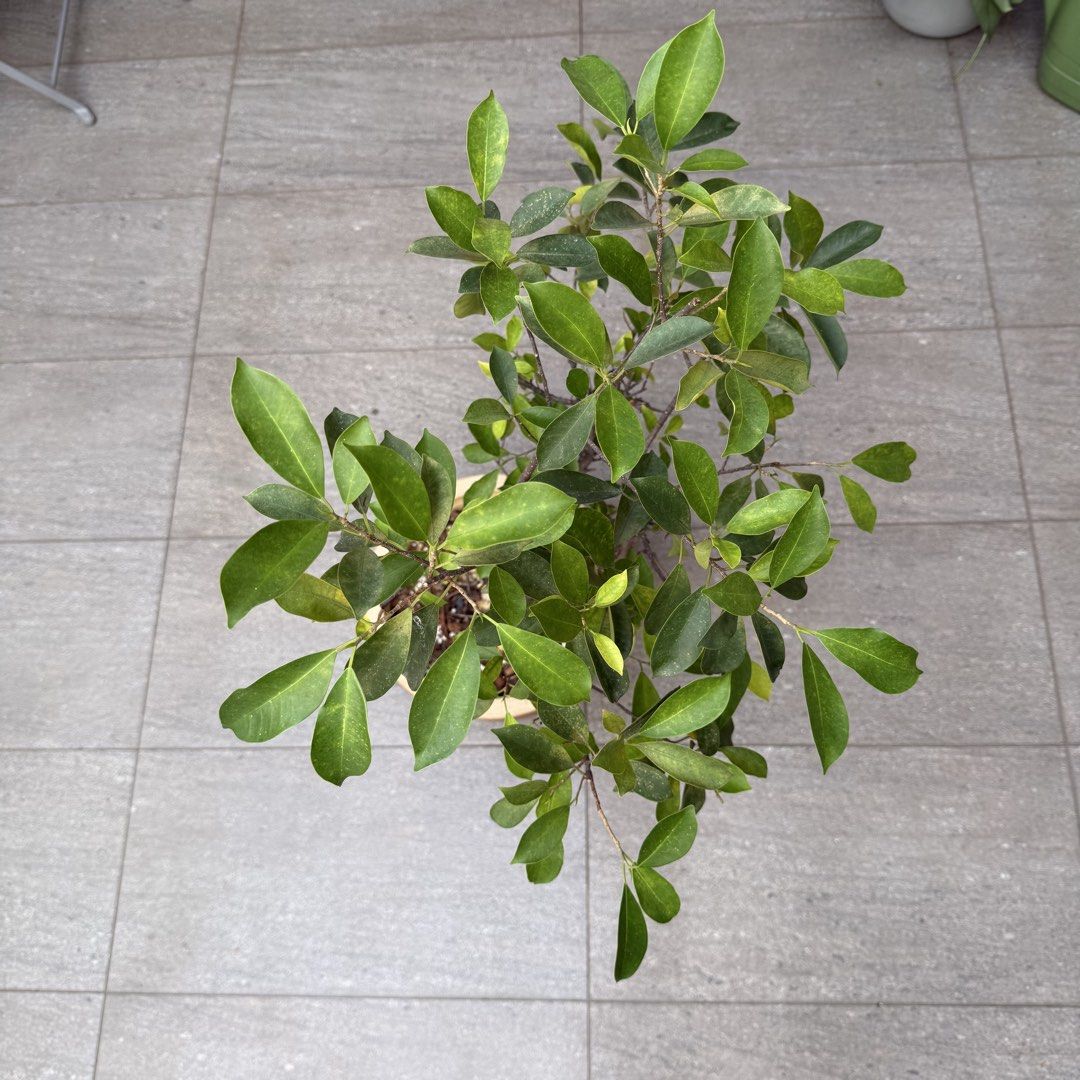 Ficus microcarpa with pot, Furniture & Home Living, Gardening, Plants ...